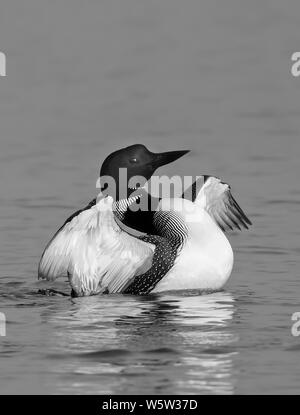 Common loon flapping wings in a lake Stock Photo - Alamy
