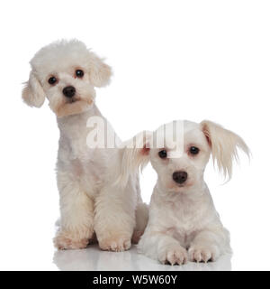 Dog Bichon Frise - Maltese / two varieties of bichon Stock Photo - Alamy