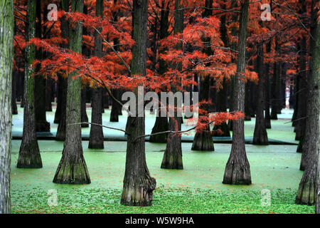 View of the Zhangdu Lake Wetland in Xinzhou District, Wuhan city ...