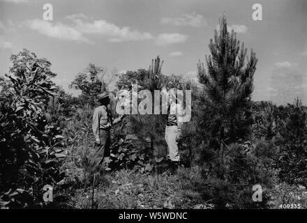 Photograph of Shortleaf Pine Plantation; Scope and content: Original ...
