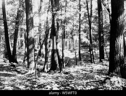 Photograph of Virgin Hardwood Forest; Scope and content: Original ...
