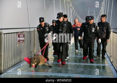 Security guards help a wild boar who is frightened to move forward on ...