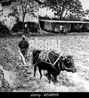 [ 1900s Japan - Japanese Farmer Plowing a Rice Field ] — Rice ...