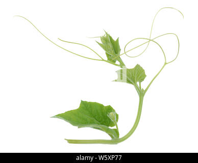 young opo squash tree isolated on white background (Cucurbitaceae ...