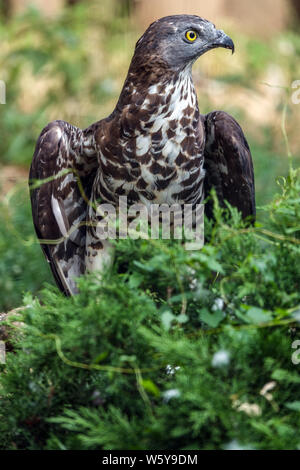 Adult European Honey Buzzard (Pernis apivorus) flying, migrating in ...