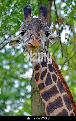 Colorful Brown White Reticulated Giraffe Giraffa reticulata Diamond ...