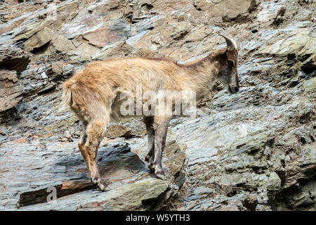 Himalayan tahr (Hemitragus jemlahicus), a big montain goat, is standing ...