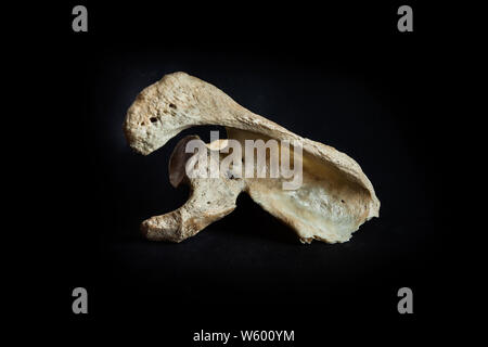 Shoulder blade human bone close up isolated on black background Stock ...