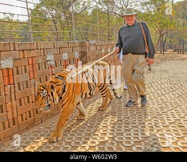Man & woman walking Tiger at Buddhist and Tourist interacting with ...