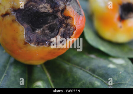 Bacterial leaf spot on pepper plants, Xanthomonas campestris pv ...
