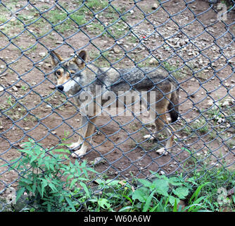 Wolf in a cage Stock Photo - Alamy