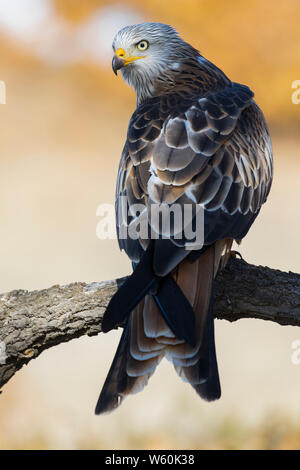 Red kite perched in an oak tree with blue sky background Stock Photo ...