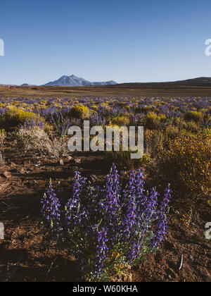 A month in Chile during December 2017, visiting places such us Valparaiso, Santiago, Atacama ...