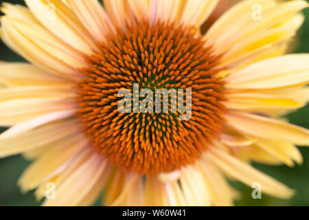 An Echinacea Sombrero Sandy Yellow (Hybrid Yellow Coneflower) flowering ...