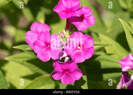 Magenta flowers of phlox (Phlox paniculata Stock Photo - Alamy