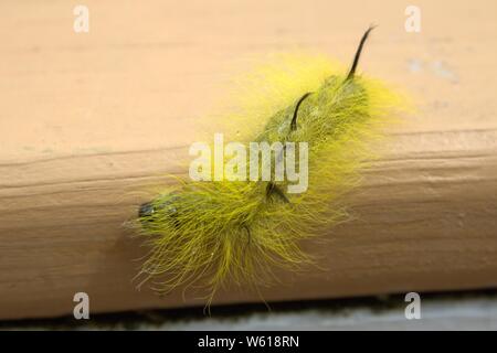 Black caterpillar with long hair Stock Photo - Alamy