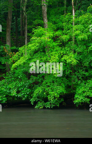 Woods along Quinnipiac River Gorge Trail, Meriden Linear Trail, Meriden ...