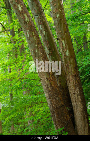 Woods along Quinnipiac River Gorge Trail, Meriden Linear Trail, Meriden ...