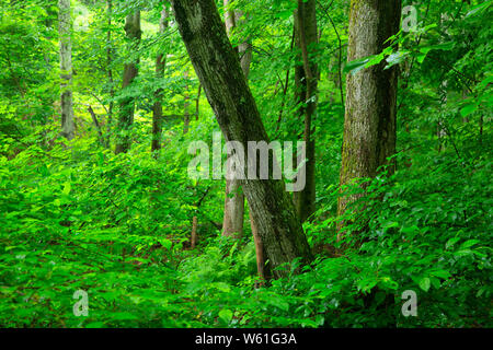 Woods along Quinnipiac River Gorge Trail, Meriden Linear Trail, Meriden ...