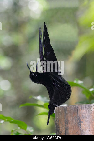 displaying adult male Victoria's Riflebird (Ptiloris victoriae Stock ...