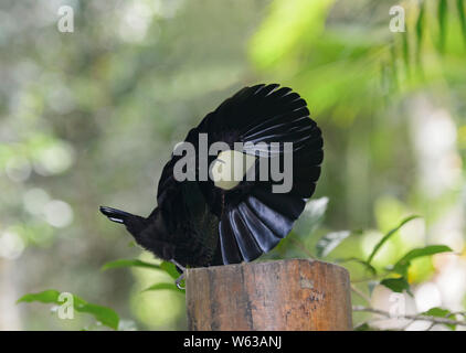 displaying adult male Victoria's Riflebird (Ptiloris victoriae Stock ...