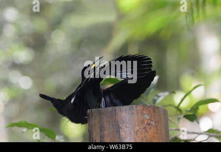 displaying adult male Victoria's Riflebird (Ptiloris victoriae Stock ...