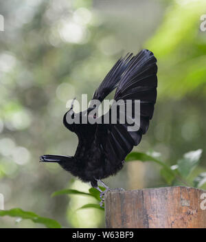 displaying adult male Victoria's Riflebird (Ptiloris victoriae Stock ...