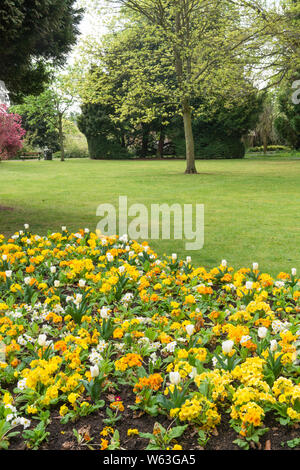 Yellow polyanthus in a park border Stock Photo - Alamy