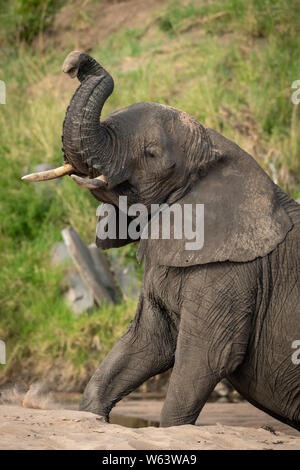 African bush elephant raising sand near another Stock Photo - Alamy