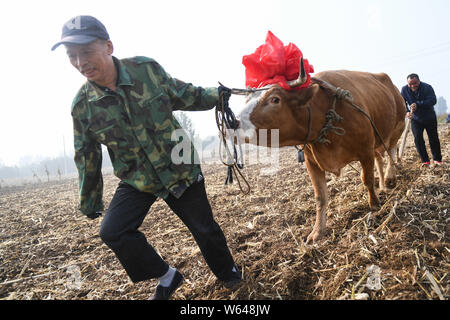 Chinese farmers drive yellow cattle to plow the field in the farmland ...