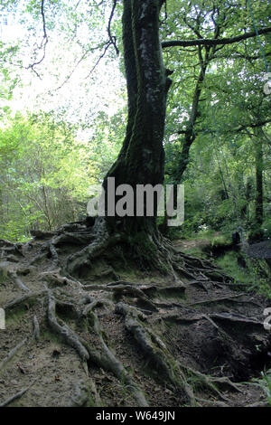 Tree roots sticking out of the ground. Rows of trees in the Park with ...