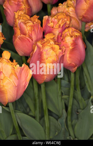 Orange tulips (Tulipa) Amazing Parrot bloom in a garden in April Stock ...