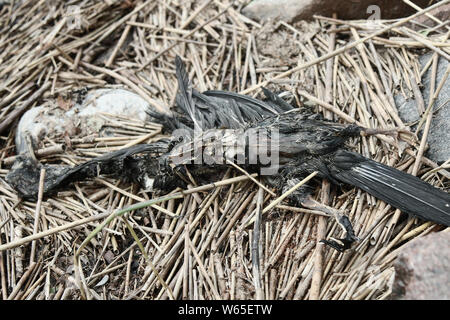 The corpse of a black bird can be a little intimidating as denizen of ...