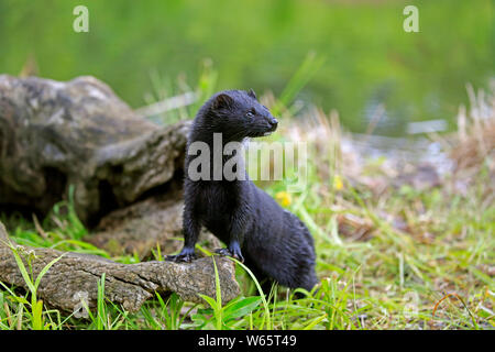 American mink (Neovison vison / Mustela vison), mustelid native to ...