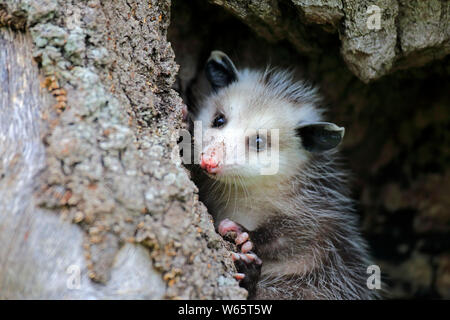 An opossum in a tree Stock Photo - Alamy