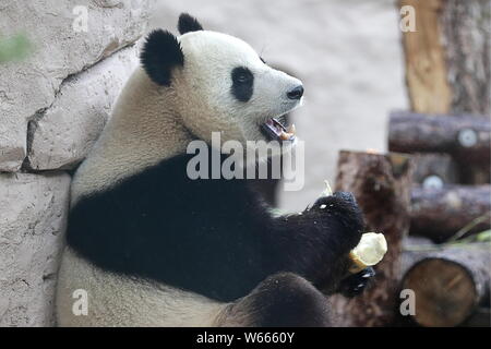 Moscow, Russia. 31st July, 2019. Giant panda Ru Yi prepares to taste ...