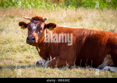 horn fly cattle fly cattle pests on a cow head Stock Photo - Alamy
