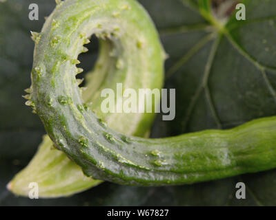 Close up of deformed vegetable, curled cucumber Stock Photo - Alamy