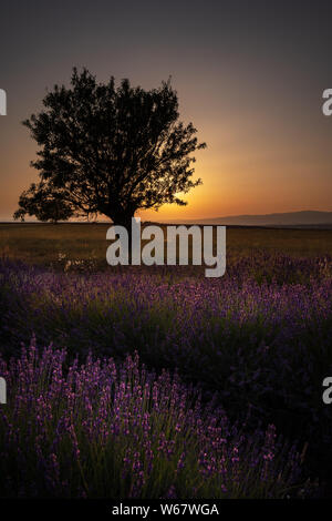 Beautiful landscape of lavender fields at sunset near Sault, Provence ...