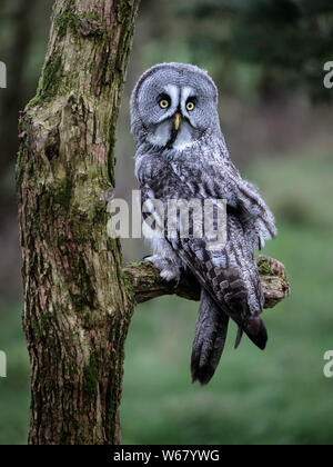 Great Grey Owl perched on stump Stock Photo - Alamy