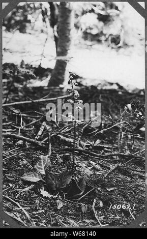 Pyrola Secunda; General notes: Taken in heavy timber on east side of ...