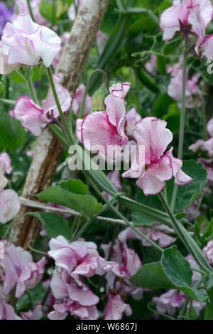 Fragrant purple sweet pea flowers, growing in front of an old brick ...