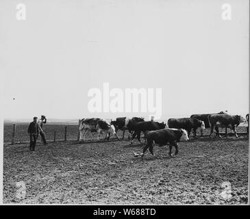 Shelby County, Iowa.... Detailed description, Shelling corn by hand ...