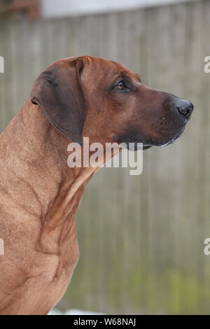 Rhodesian Ridgeback standing in snow outside Stock Photo - Alamy