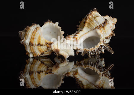 Group of two whole hard mollusc shell isolated on white background ...