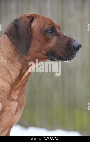 Rhodesian Ridgeback standing in snow outside Stock Photo - Alamy