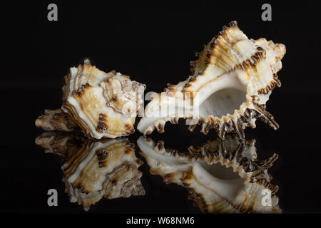 Group of two whole prickly mollusc shell with ocher spikes isolated on ...