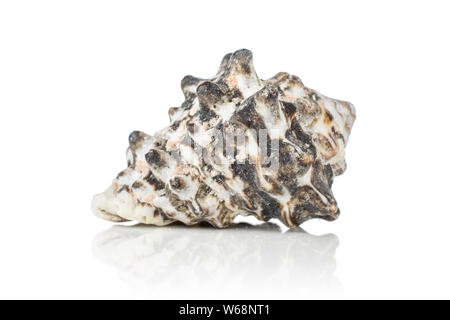 One whole mollusc shell dark spikes isolated on white background Stock ...