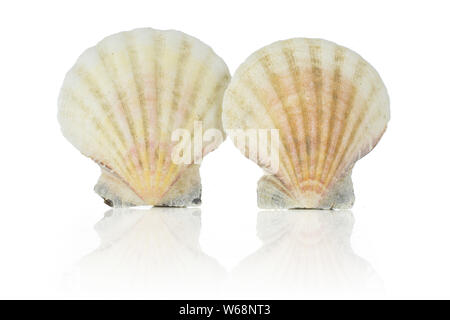 Group of two whole hard mollusc shell conic isolated on white ...