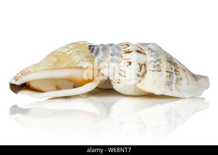 Group of two whole hard mollusc shell isolated on white background ...